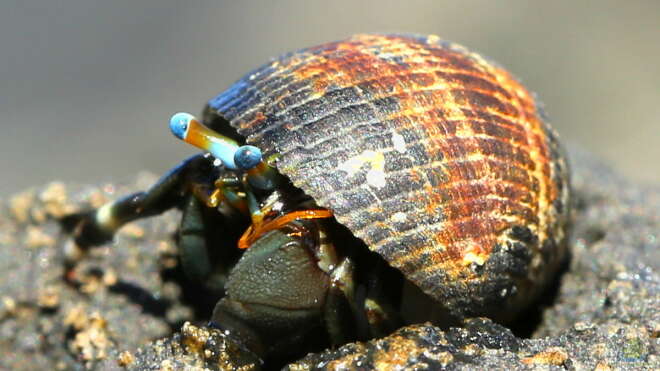 Calcinus seurati - Weißgebänderter Einsiedlerkrebs
