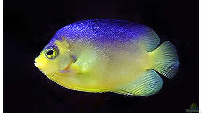 Centropyge colini - Colins Zwergkaiserfisch: Alle Infos