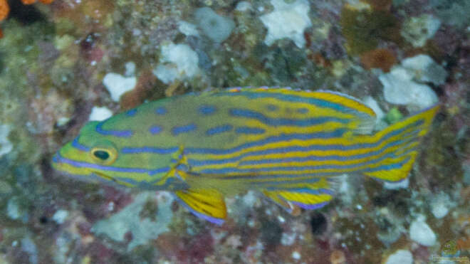 Cephalopholis polleni - Harlekin Zackenbarsch
