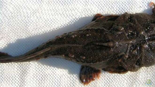 Chaca chaca - Großmaulwels: Alle wichtigen Infos