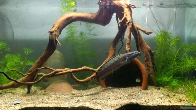 Channa sp. Redfin: Alle wichtigen Infos