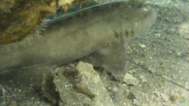 Chiloscyllium griseum - Grauer Bambushai: Alle Infos