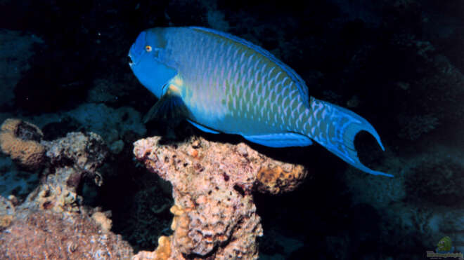 Chlorurus gibbus - Rotmeerbuckelkopf-Papageifisch