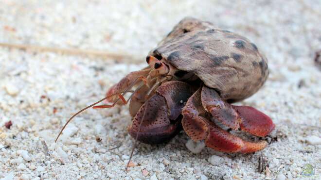 Coenobita clypeatus - Karibik-Landeinsiedlerkrebs