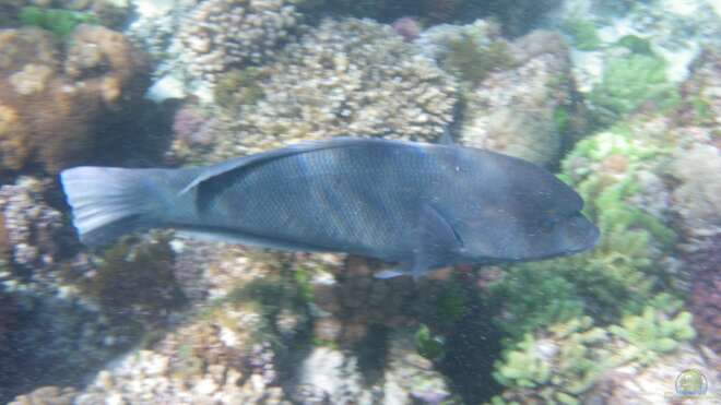 Coris bulbifrons - Stirnbuckel-Lippfisch: Alle Infos