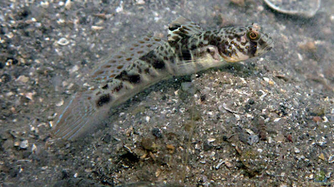 Cryptocentrus russus: Alle wichtigen Infos