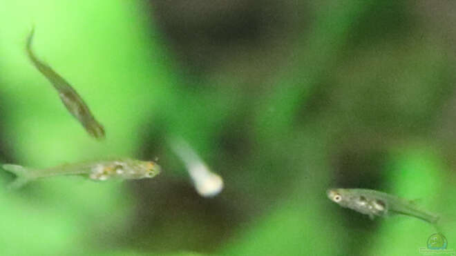 Danionella translucida: Alle wichtigen Infos