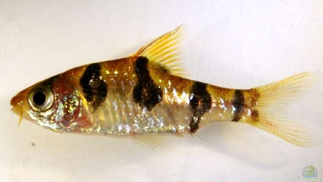 Desmopuntius rhomboocellatus - Rhombenbarbe: Alle Infos