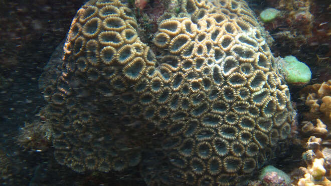 Dipsastraea speciosa: Alle wichtigen Infos