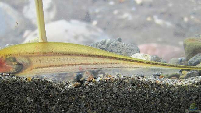 Eigenmannia virescens - Grüner Messerfisch: Alle Infos