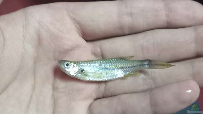 Esomus danricus - Indische Flugbarbe: Alle Infos