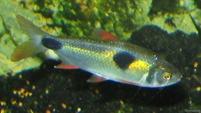 Exodon paradoxus - Zweitupfen-Raubsalmler: Alle Infos