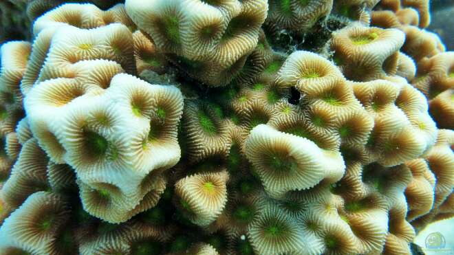 Favites halicora: Alle wichtigen Infos