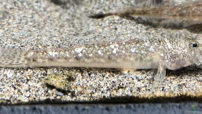Favonigobius gymnauchen: Alle wichtigen Infos