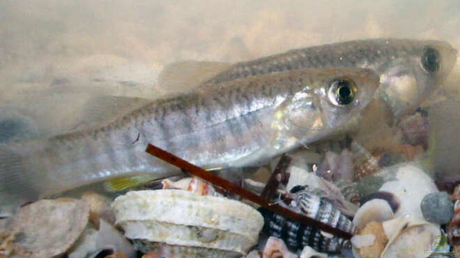 Fundulus grandis - Golf-Killifisch: Alle Infos