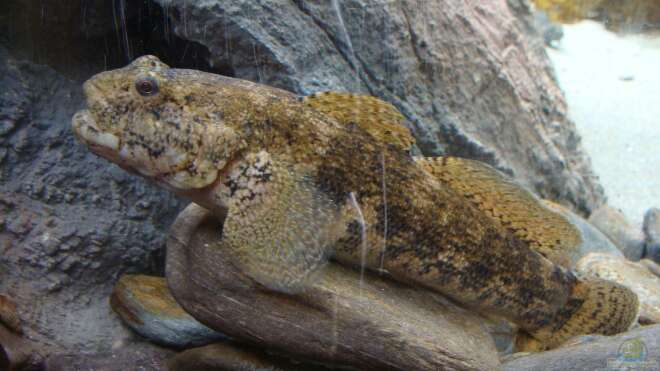 Gobius cobitis: Alle wichtigen Infos