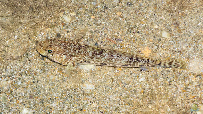 Gobius geniporus: Alle wichtigen Infos