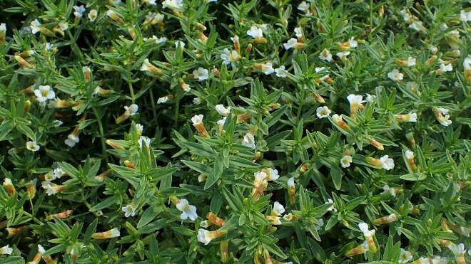 Gratiola officinalis - Gottesgnadenkraut: Alle Infos