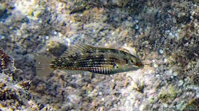 Halichoeres miniatus - Rundwangen-Junker: Alle Infos