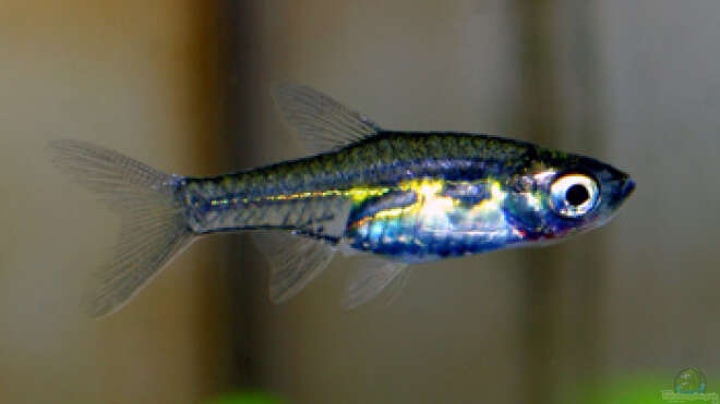 Horadandia atukorali - Ceylon-Zwergbarbe: Alle Infos