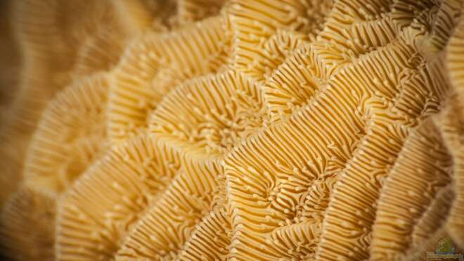 Isophyllia rigida: Alle wichtigen Infos