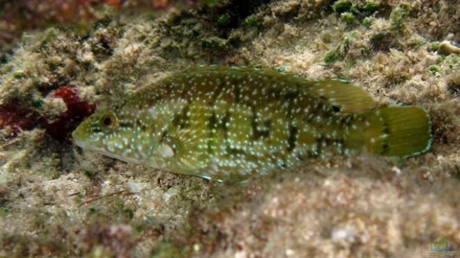 Labrus merula - Brauner Junker: Alle wichtigen Infos