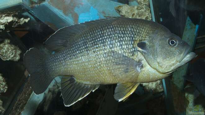 Lepomis cyanellus - Grüner Sonnenbarsch: Alle Infos