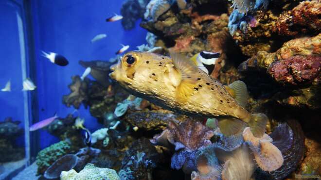 Lophodiodon calori - Mimikry-Igelfisch: Alle Infos