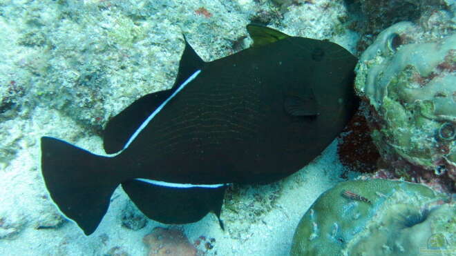 Melichthys indicus - Indischer Drückerfisch: Alle Infos