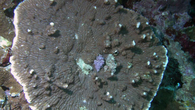 Merulina ampliata: Alle wichtigen Infos