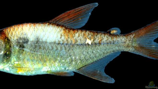 Moenkhausia browni: Alle wichtigen Infos