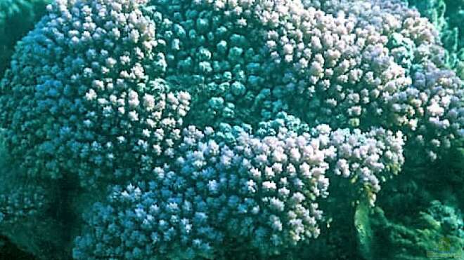 Montipora informis: Alle wichtigen Infos