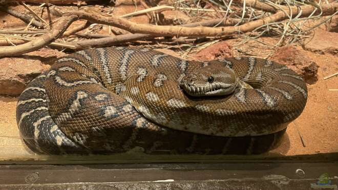 Morelia bredli - Zentralaustralischer Python