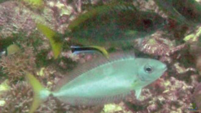 Naso minor - Zwerg-Nasendoktor: Alle wichtigen Infos