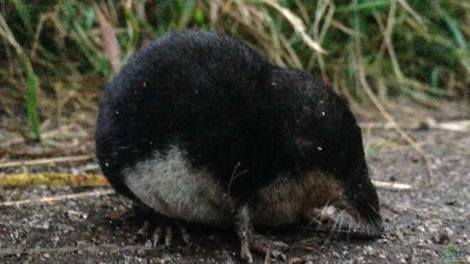 Neomys fodiens - Wasserspitzmaus: Alle wichtigen Infos