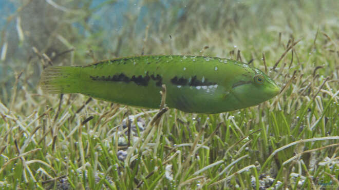 Novaculoides macrolepidotus - Seegrass-Lippfisch