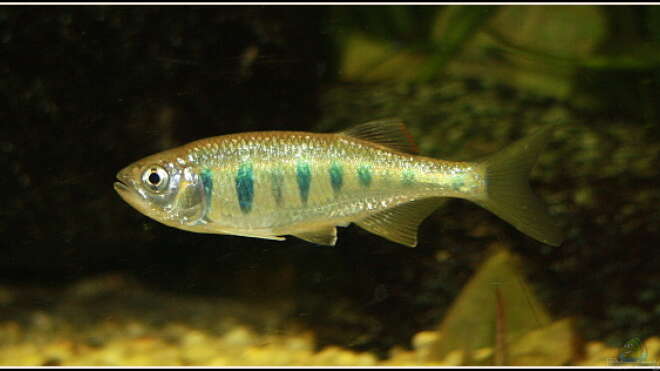 Opsarius pulchellus - Makrelenbarbe: Alle Infos