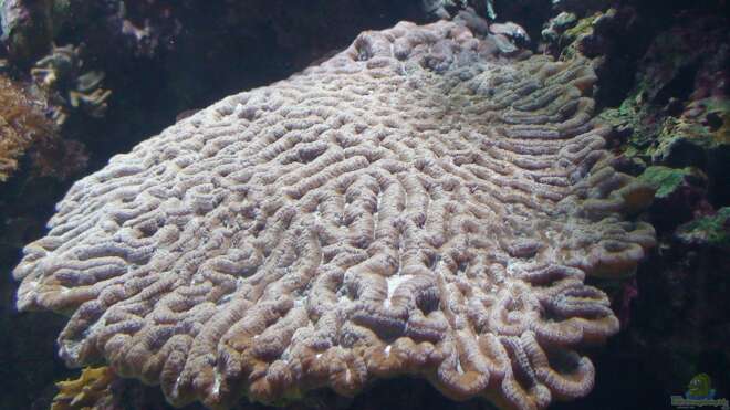 Oulophyllia crispa: Alle wichtigen Infos