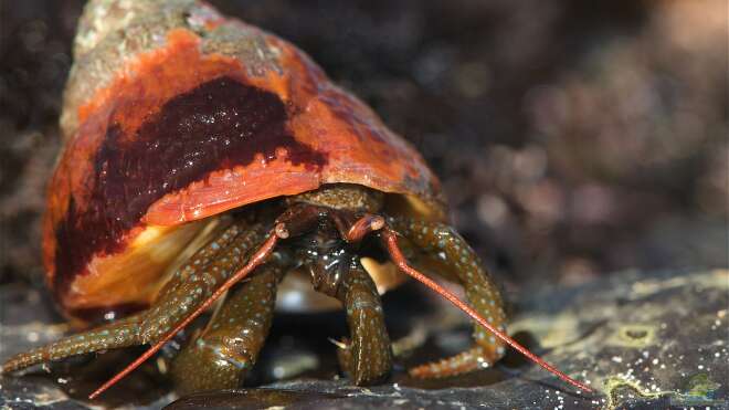Pagurus samuelis - Blauband-Einsiedlerkrebs: Alle Infos