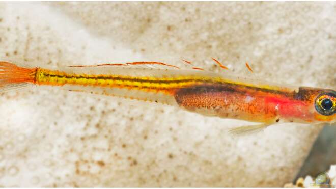 Palatogobius incendius: Alle wichtigen Infos