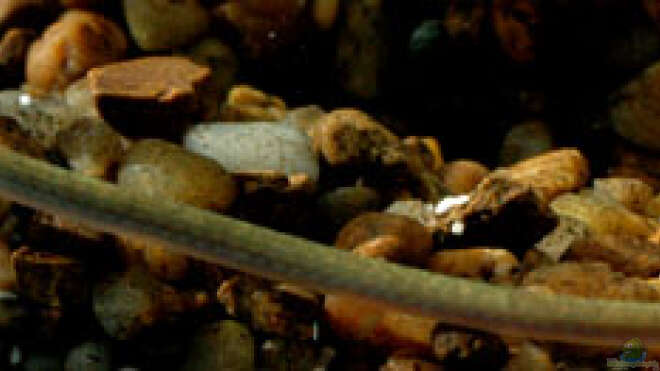 Pangio doriae - Violettes Aaldornauge: Alle Infos