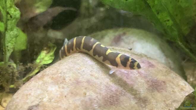 Pangio semicincta - Halbgebändertes Dornauge