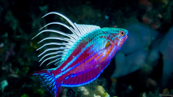 Paracheilinus cyaneus - Blauer Zwerglippfisch