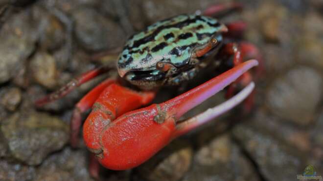 Paraleptuca crassipes - Scharlachrote Winkerkrabbe