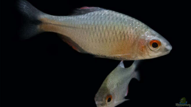 Paratanakia himantegus - Chinesischer Bitterling