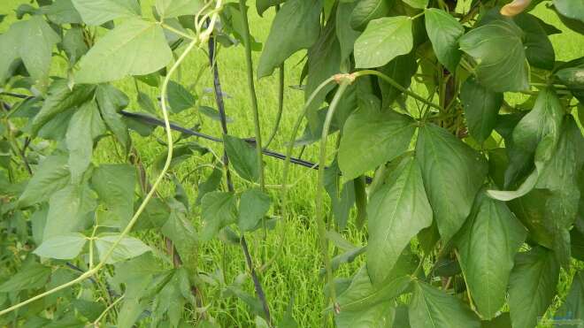 Phaseolus vulgaris var. nanus - Buschbohne: Alle Infos