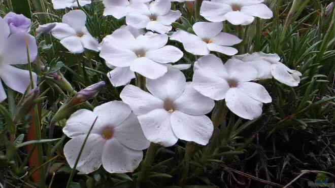 Phlox multiflora - Vielblütiger Phlox: Alle Infos