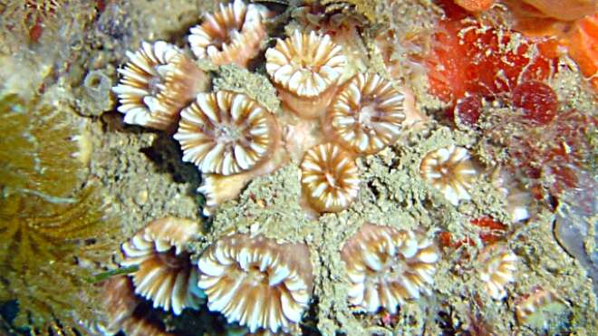 Polycyathus muellerae: Alle wichtigen Infos