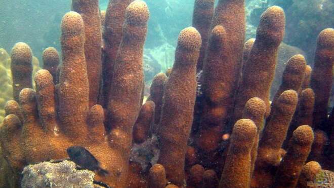 Psammocora digitata: Alle wichtigen Infos