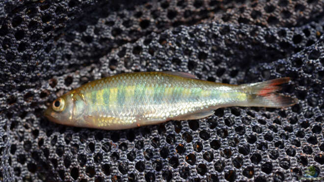 Raiamas senegalensis - Westafrikanische Forellenbarbe